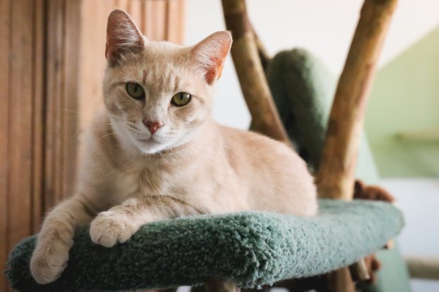 200 Purrfect Literary Cat Names With Meanings - Cats.com
