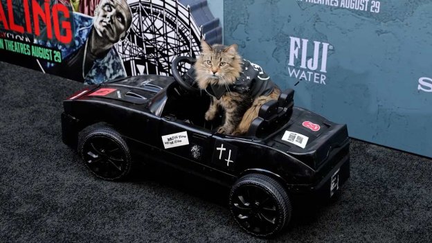 Celebrity Siberian Forest Cat Steals Show in “Caught Stealing” - Cats.com