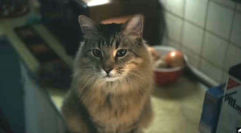 Celebrity Siberian Forest Cat Steals Show in “Caught Stealing” - Cats.com