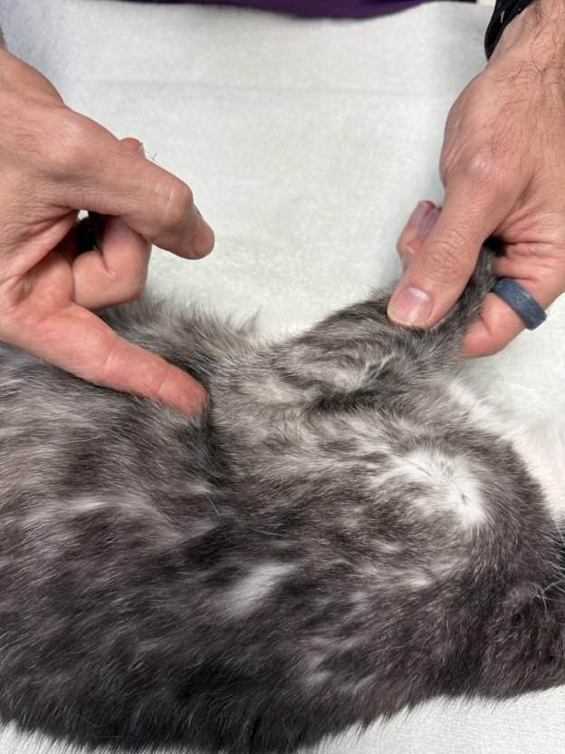 How to Perform CPR on a Cat - Cats.com