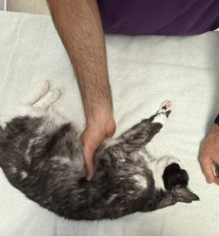 How to Perform CPR on a Cat - Cats.com