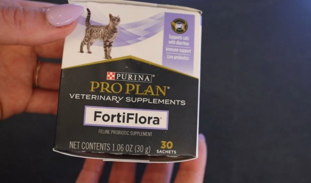 The Complete Guide to Probiotics for Cats - Cats.com