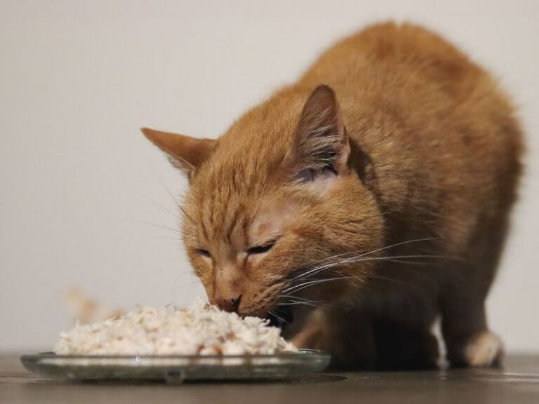 Can Cats Eat Chicken Liver? - Cats.com