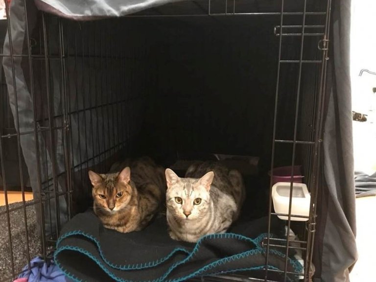 Cat Basics - Cats.com