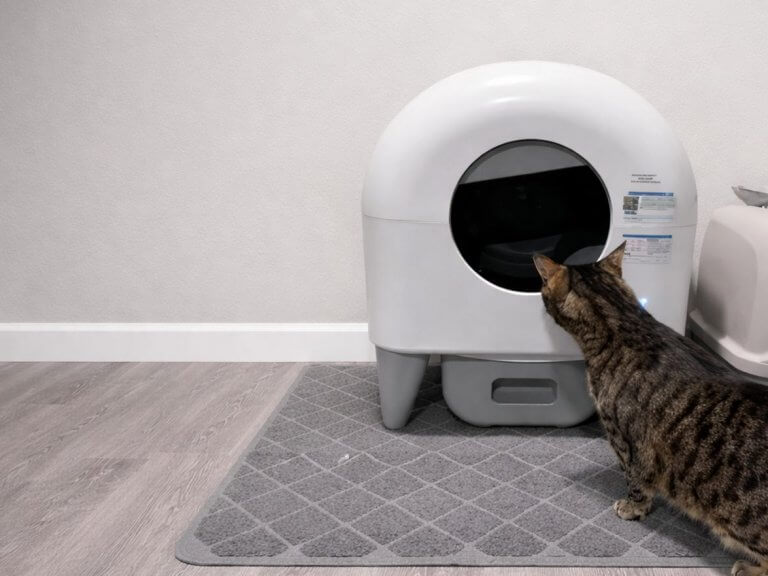 7 Cat Litters That Work Best With the Litter-Robot - Cats.com
