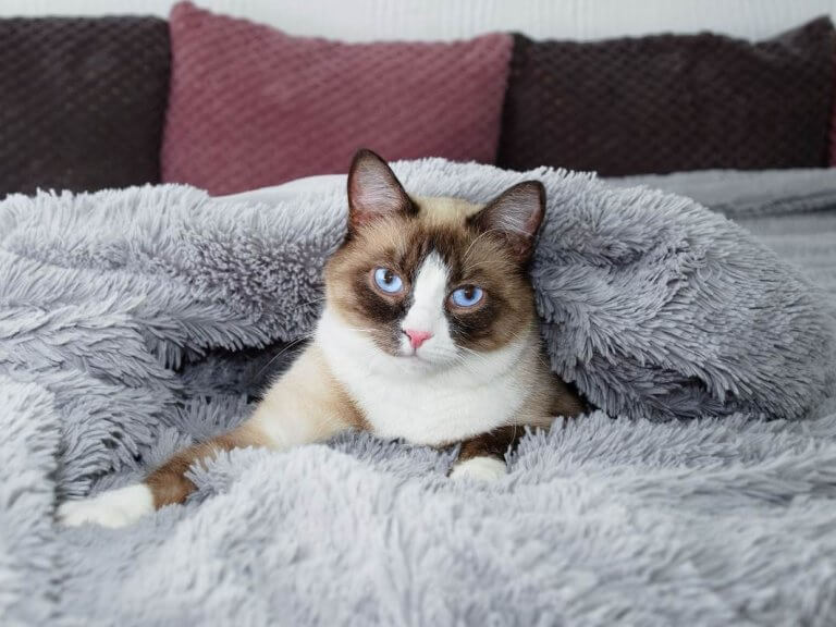 Complete Guide to Cat Fur Patterns, Colors, and Markings - Cats.com