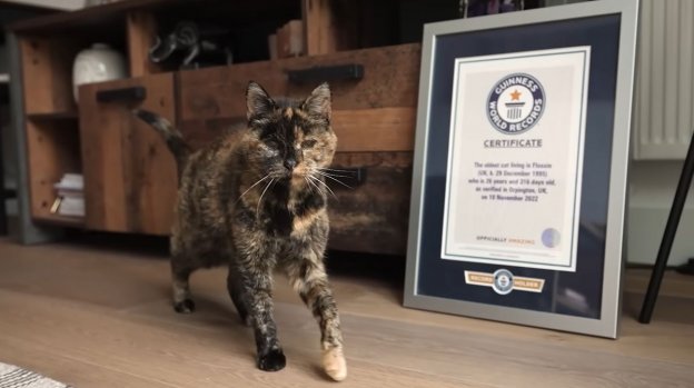 Meet Flossie, the World’s Oldest Cat! - Cats.com
