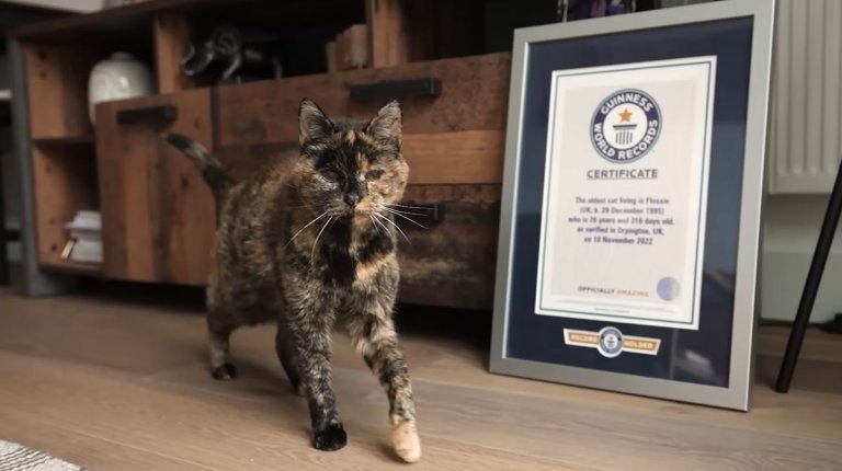 Meet Flossie, the World’s Oldest Cat! - Cats.com