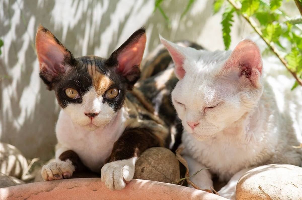 8 Adorable Devon Rex Cats Taking Over Instagram - Cats.com