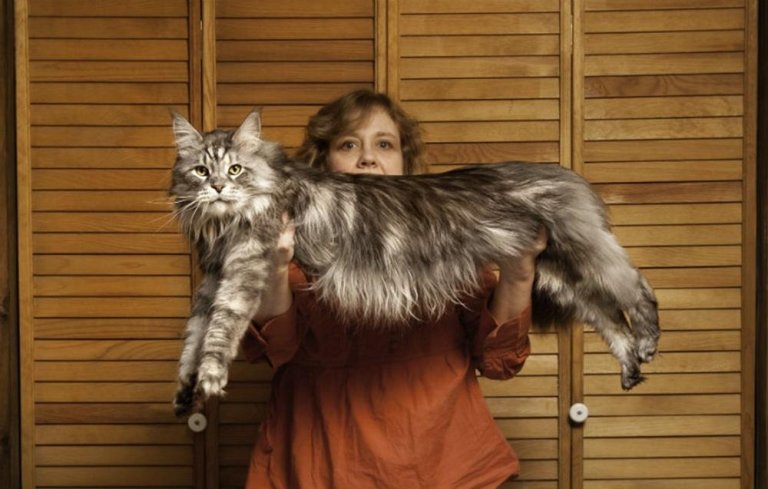 Meet the 3 Longest Domestic Cats Ever Recorded - Cats.com