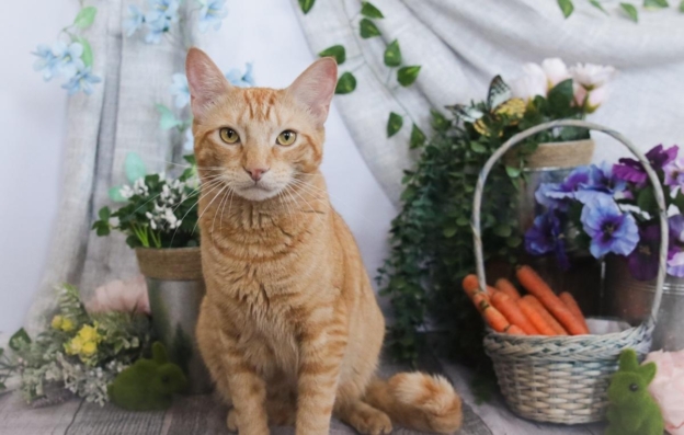 12 Father’s Day Gift Ideas for Cat Dads - Cats.com
